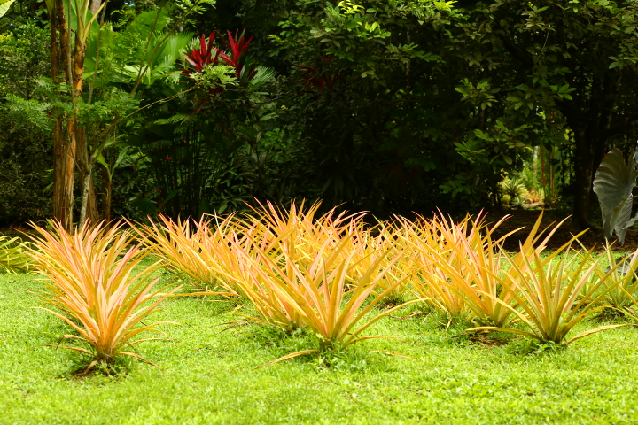 piña | Loco Natural Jungle Houses